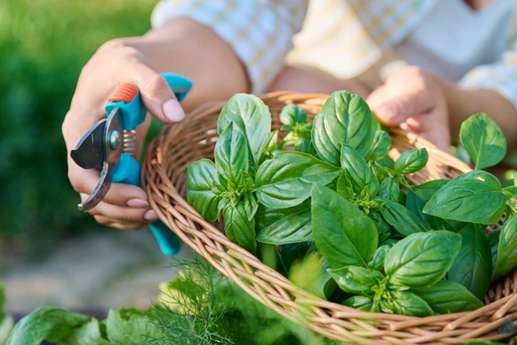 Cara Memangkas Kemangi untuk Meningkatkan Hasil Panen