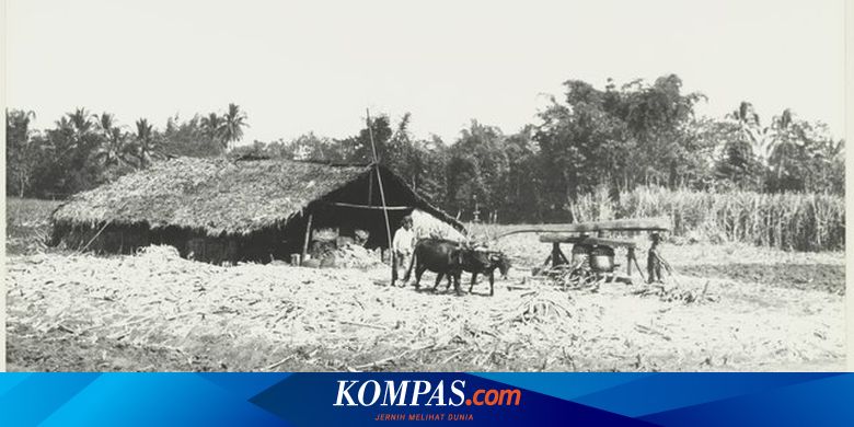 Apa Itu Tanam Paksa atau Cultuurstelsel? Sejarah dan Masa Berakhirnya