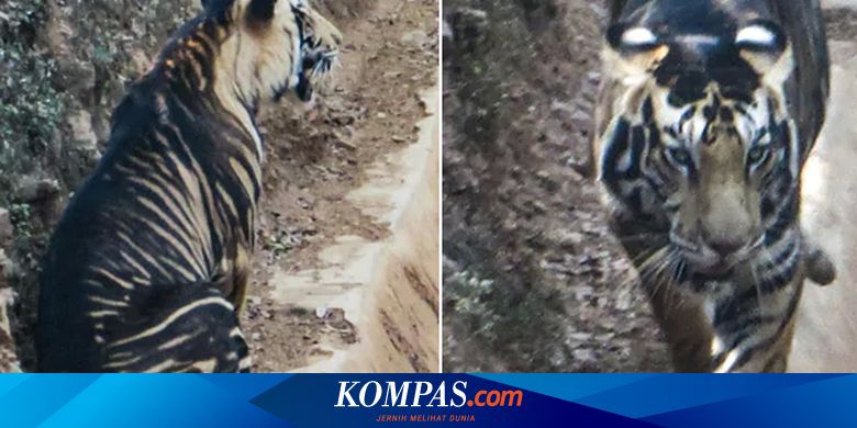 Dilaporkan Hampir Punah, Harimau Hitam di India Akhirnya Muncul