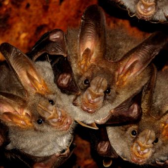 Gampang, Ini 4 Cara Mengusir Kelelawar di Rumah