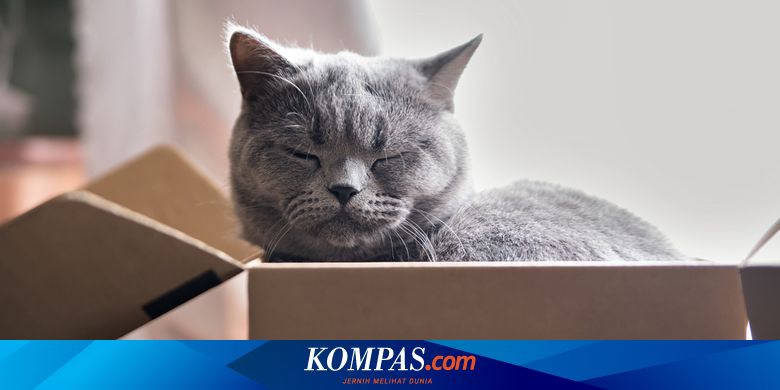 Rahasia Kucing Muat Masuk di Tempat yang Sempit