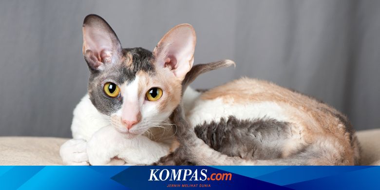 Ras Kucing yang Cocok untuk Masing-masing Zodiak