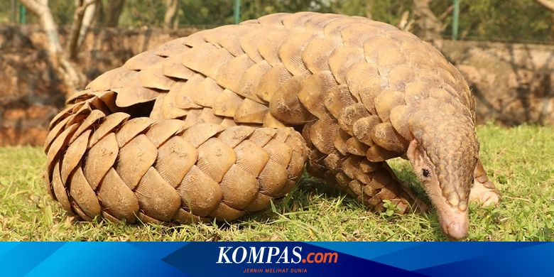 Bagaimana Cara Trenggiling Berkembang Biak?