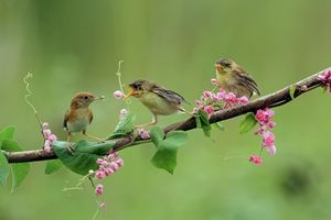 Mengapa Putar Suara Alam dan Kicauan Burung Juga Kena Royalti di Kafe dan Restoran?