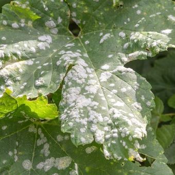 Foto : Cara Mengatasi Embun Tepung pada Tanaman dengan Semprotan Susu ...