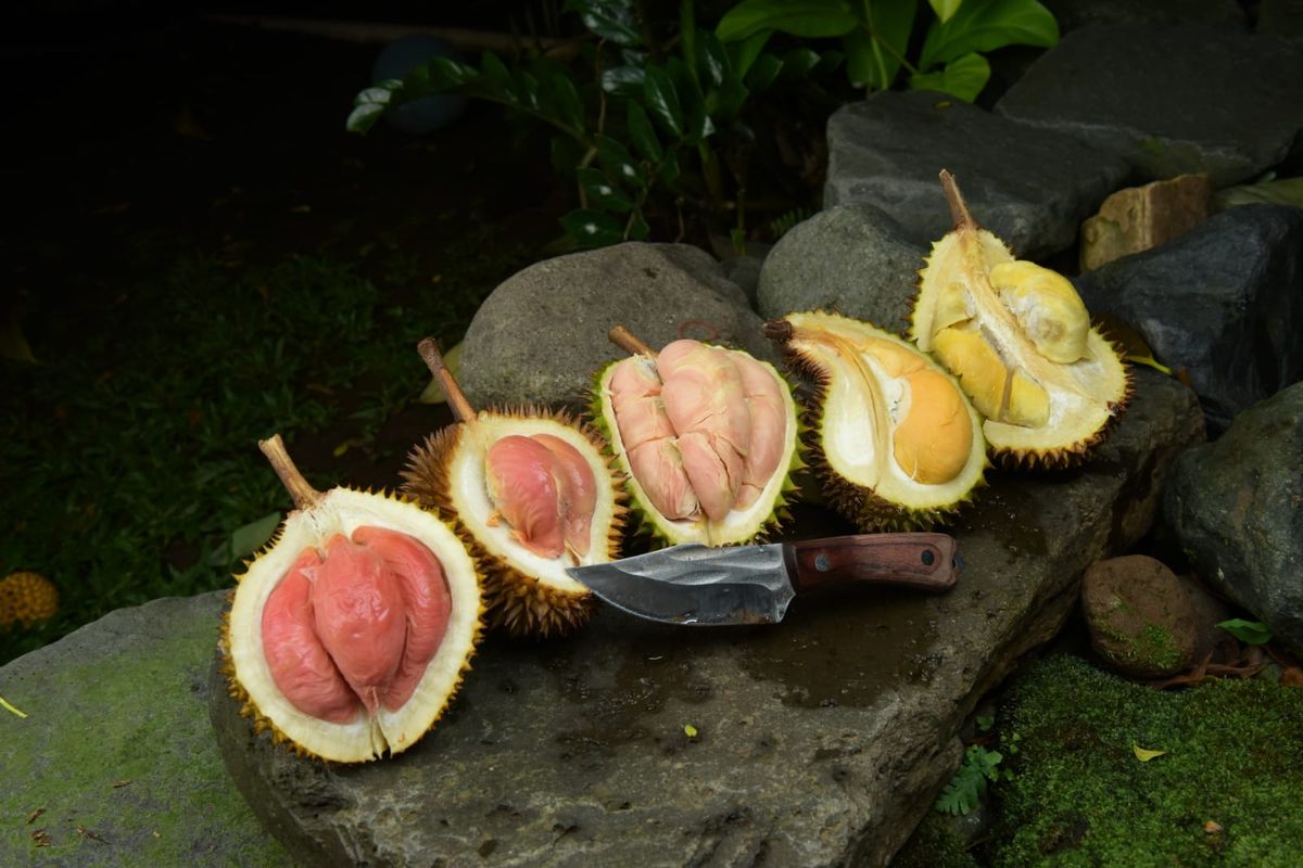Panen Besar di Musim Durian, Wilayah Ini Jadi Incaran Wisatawan