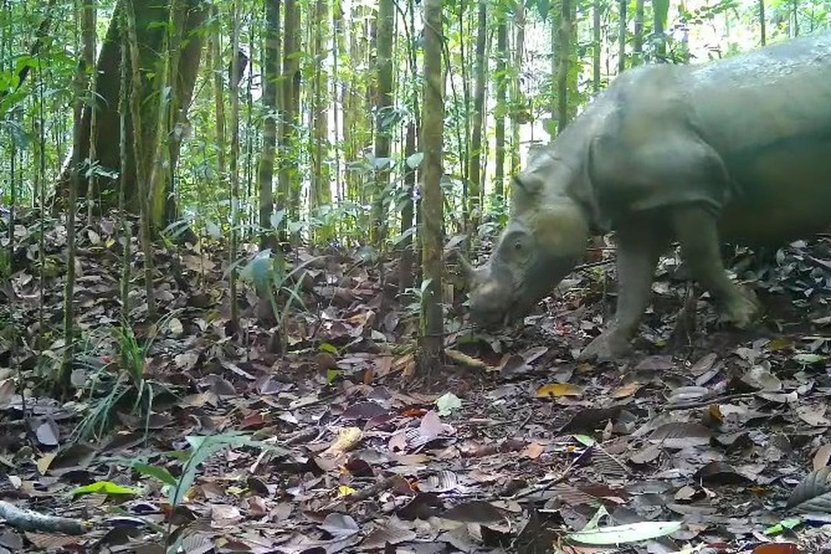Badak Pari Mahulu Bakal Dipindah ke Suaka Badak Kelian Kutai Barat, Tim ...