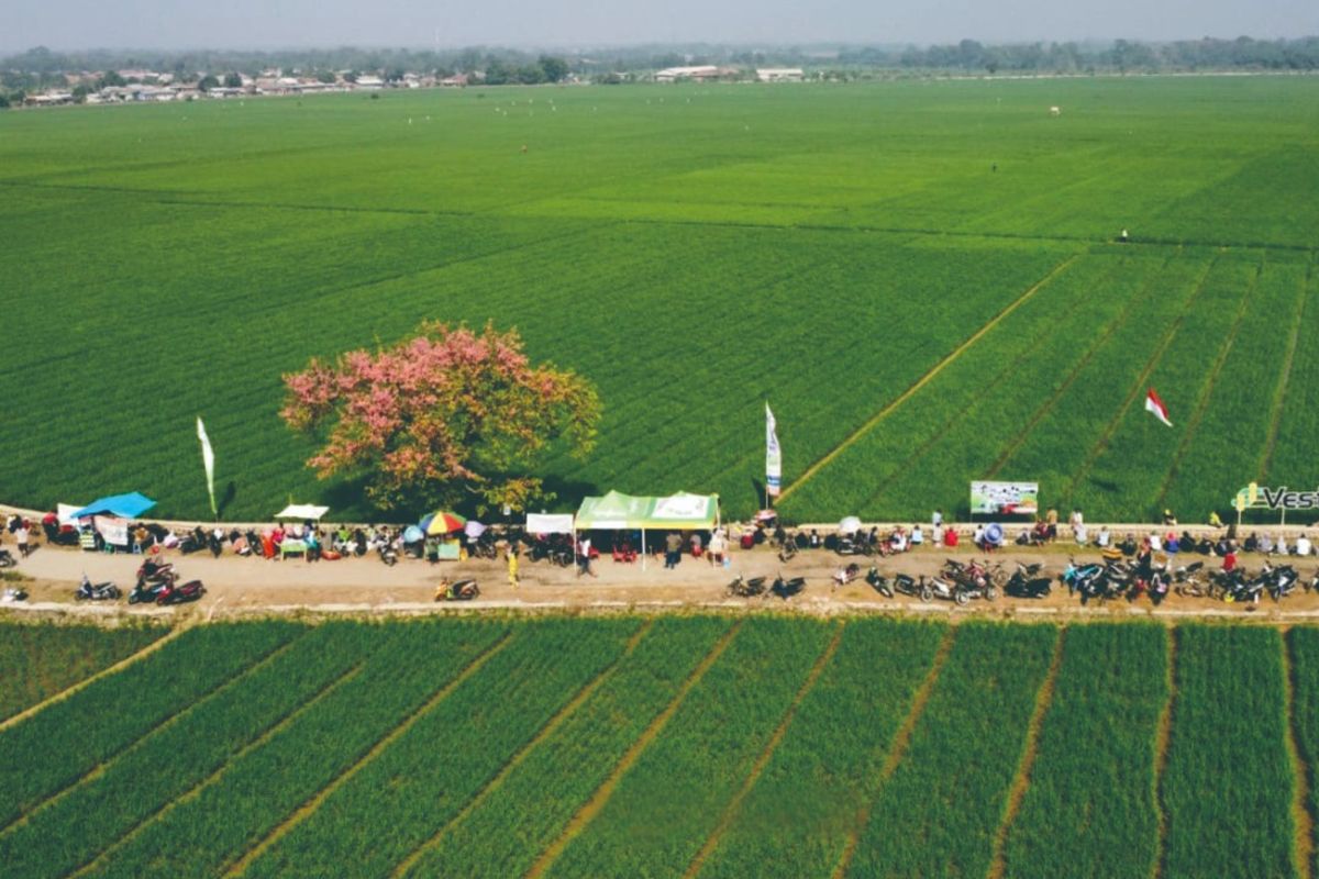 Upaya Syngenta Memajukan Petani RI, Edukasi Teknologi Dilakukan Melalui ...