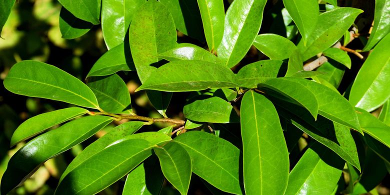 7 Daun yang Bermanfaat sebagai Obat Tradisional, Apa Saja?