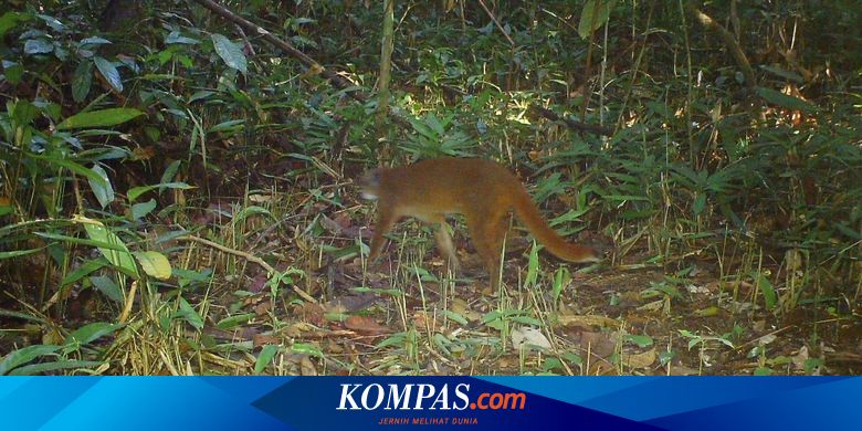 Kucing Merah Langka Pertama Kali Tertangkap Kamera di Hutan Kalimantan