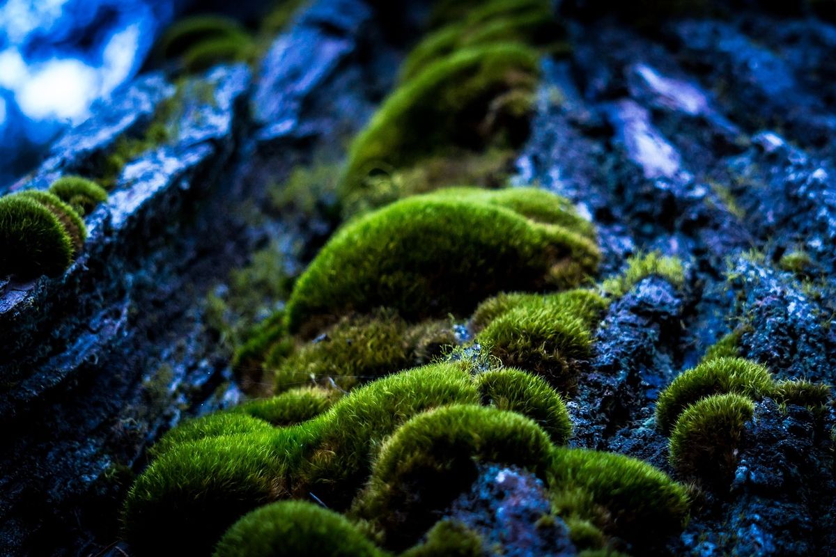 Perbedaan Tumbuhan Vaskuler dan Non Vaskuler