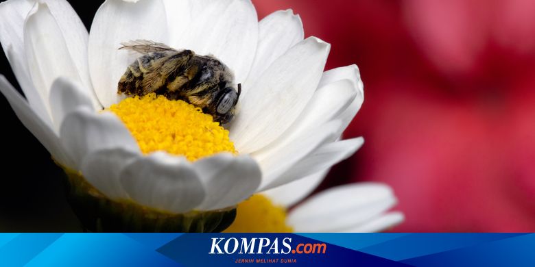 Benarkah Lebah yang Kelelahan Akan Tertidur di Kelopak Bunga?