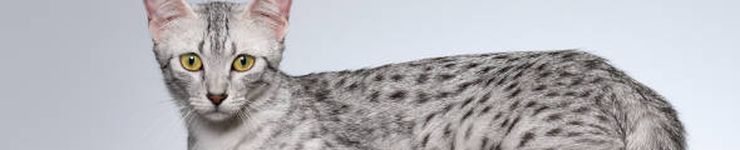 Liputan Khusus Mengenal Lebih Dekat tentang Ras Kucing Halaman 1