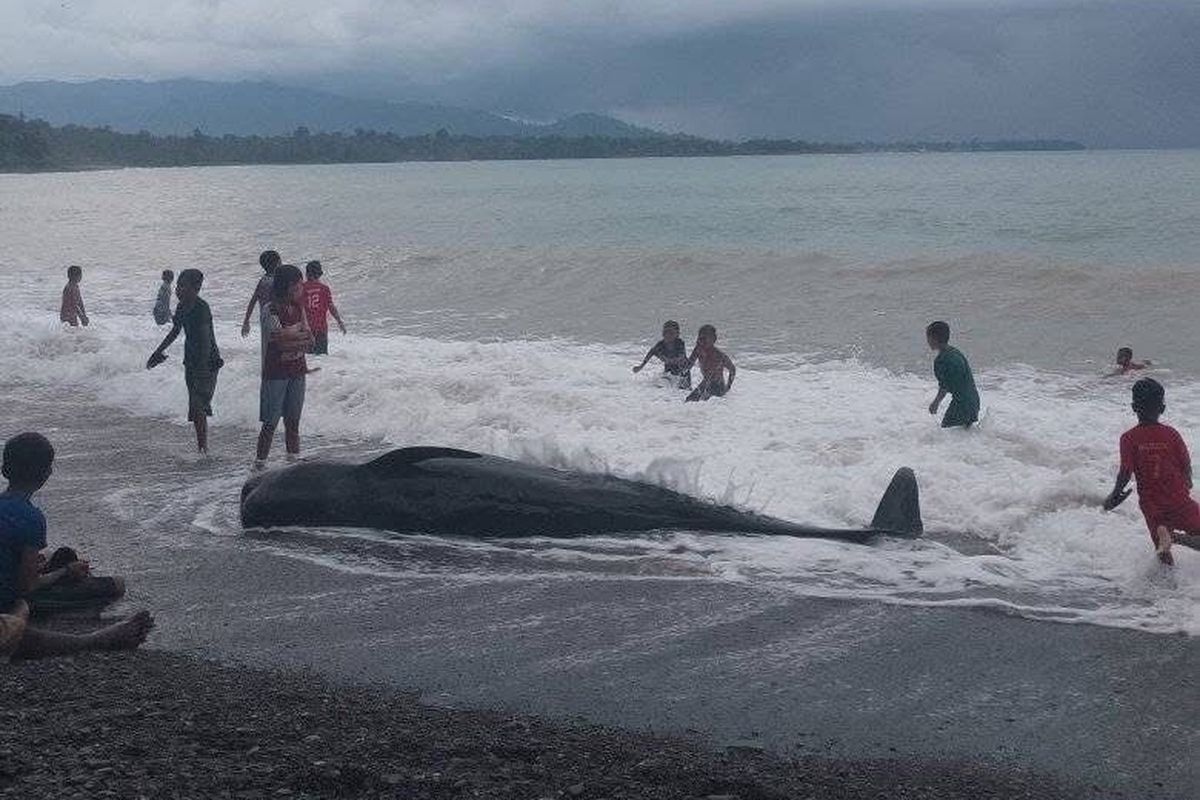 Anak Paus 4 Meter Terdampar di Pantai Atiahu Maluku, Tubuh Terluka