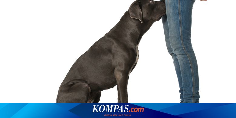 Mengapa Anjing Suka Mengendus Selangkangan?