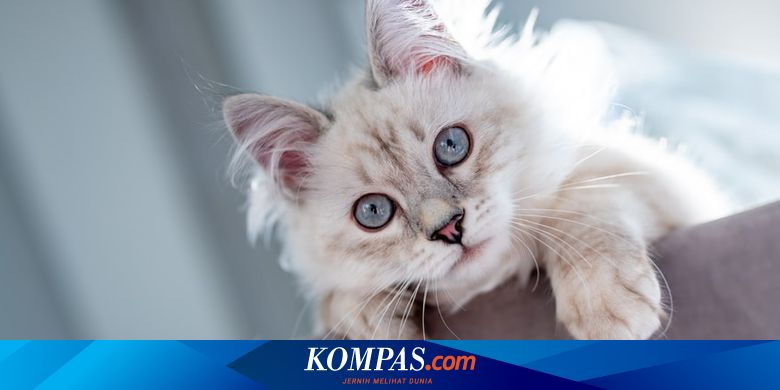Ketahui, Ciri-ciri Kucing Sehat Secara Fisik Halaman all - Kompas.com
