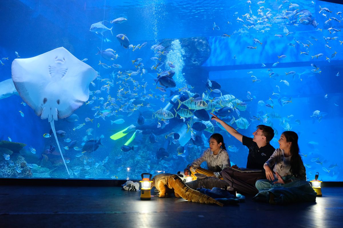 Harga Tiket Masuk Jakarta Aquarium Safari Terbaru, Mulai dari Rp 122.000