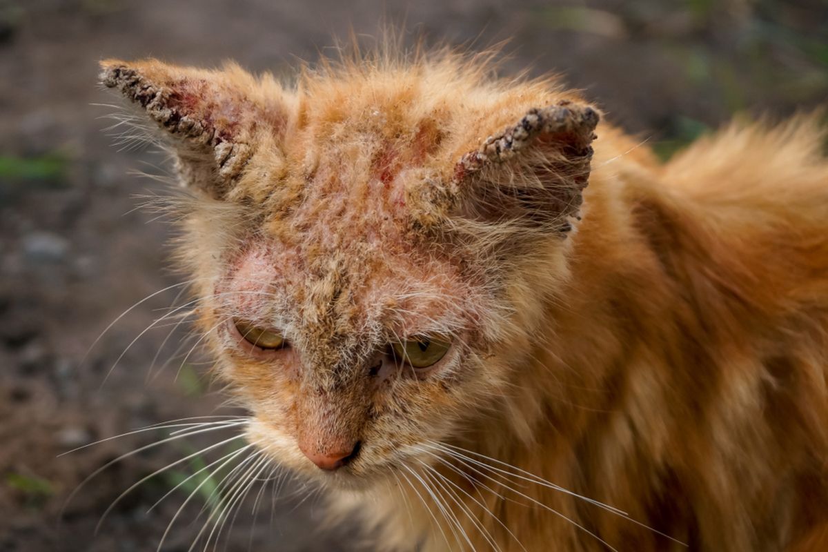 Apakah Scabies pada Kucing Menular? Ini Penjelasan Dokter Hewan