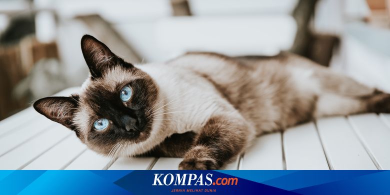 10 Ras Kucing yang Cocok untuk Dipelihara Pemula