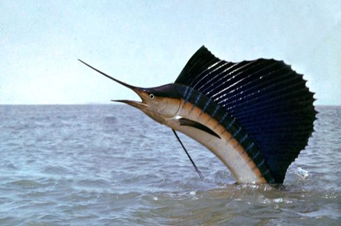 Berita Harian Ikan-tercepat Terbaru Hari Ini - Kompas.com