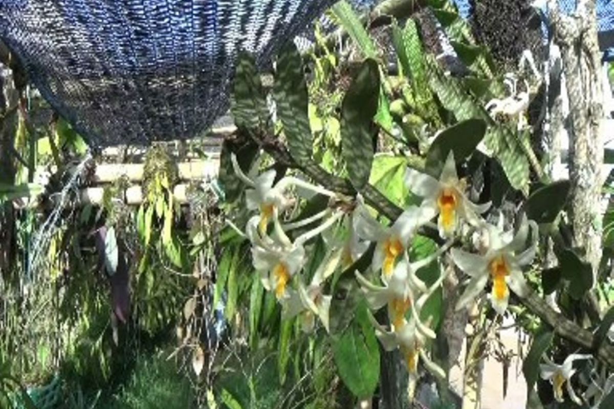 Kembangkan 300 Jenis Anggrek Langka, Komunitas Pemuda Mamasa Raup ...