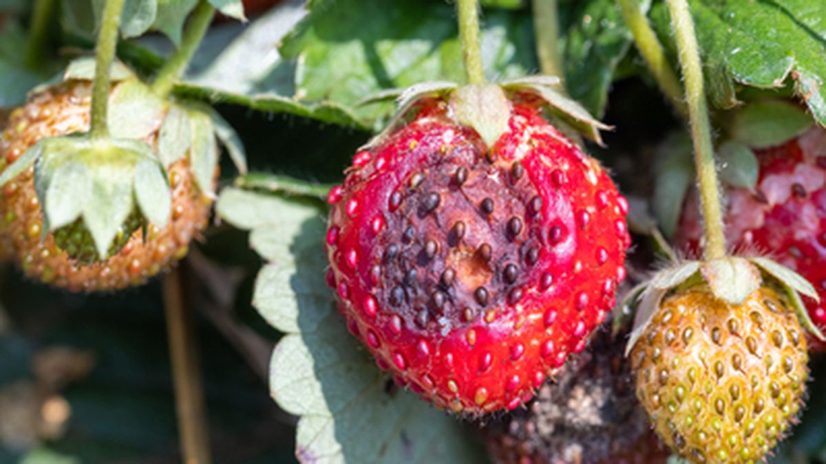 Ketahui Penyebab Busuk Buah Strawberry dan Gejalanya