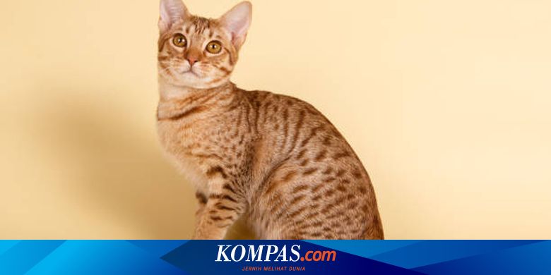 Mengenal Ras Ocicat, Kucing Eksotis Berpenampilan Liar
