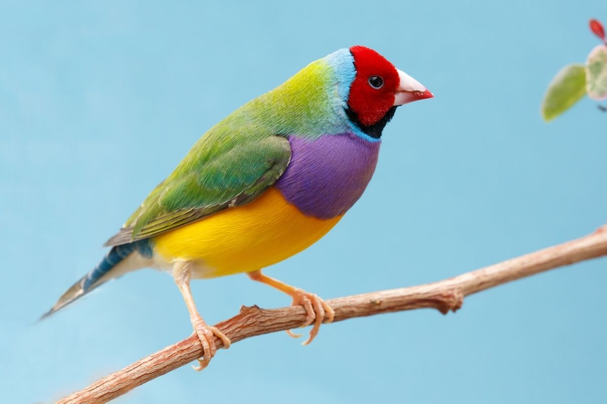 6 Burung Paling Berwarna-warni di Dunia, Beberapa Bisa Dipelihara