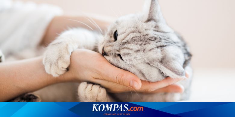 Kucing Peliharaan Mendadak Murung, Ada Apa?