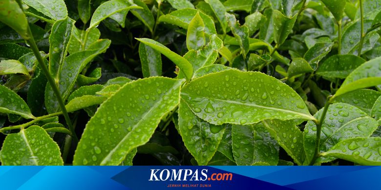 Sejarah Teh, Kaisar China Tak Sengaja Temukan Daun Teh