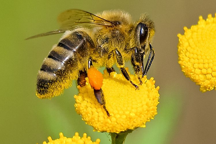 Cara Menghilangkan Sarang Lebah Tanpa Bahan Kimia