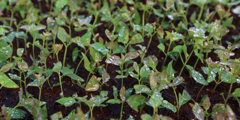 3 Tahap Pembibitan Tanaman Kayu Putih dengan Mudah