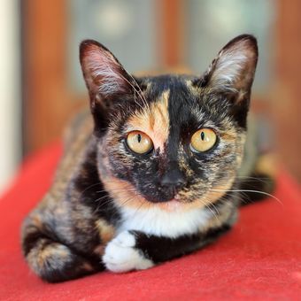11 Fakta Menarik Kucing Calico, Bisa Bawa Keberuntungan Halaman all ...