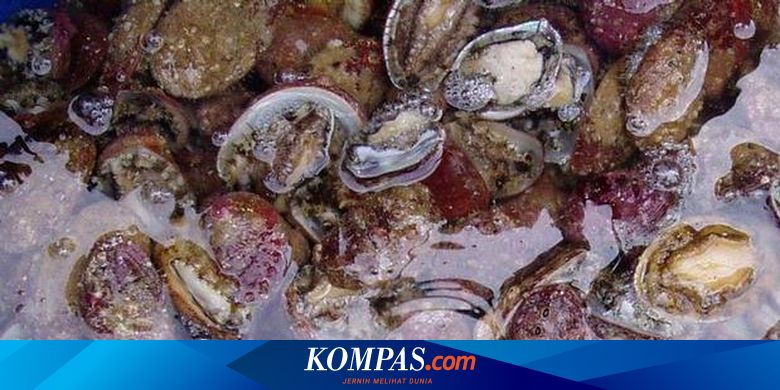 Indonesia Cocok untuk Budidaya Abalon