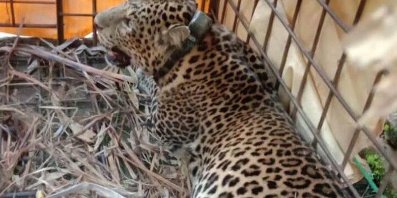 Indonesian Villagers Snare Javanese Leopard