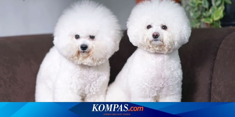 8 Fakta Menarik Anjing Bichon Frise, Si Kecil yang Disukai Bangsawan