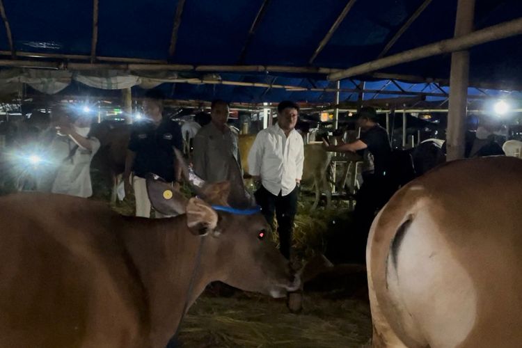Pantau Ketersediaan Hewan Kurban di Bogor, Mentan Sebut Stok Nasional Jelang Idul Adha Aman