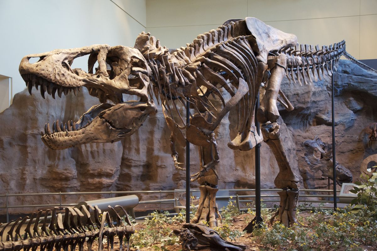 Nenek Moyang T-Rex Ditemukan di Mongolia, Namanya Khankhuuluu