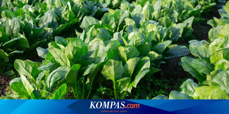 8 Tanaman Sayur yang Cepat Panen, Bisa Hemat Pengeluaran