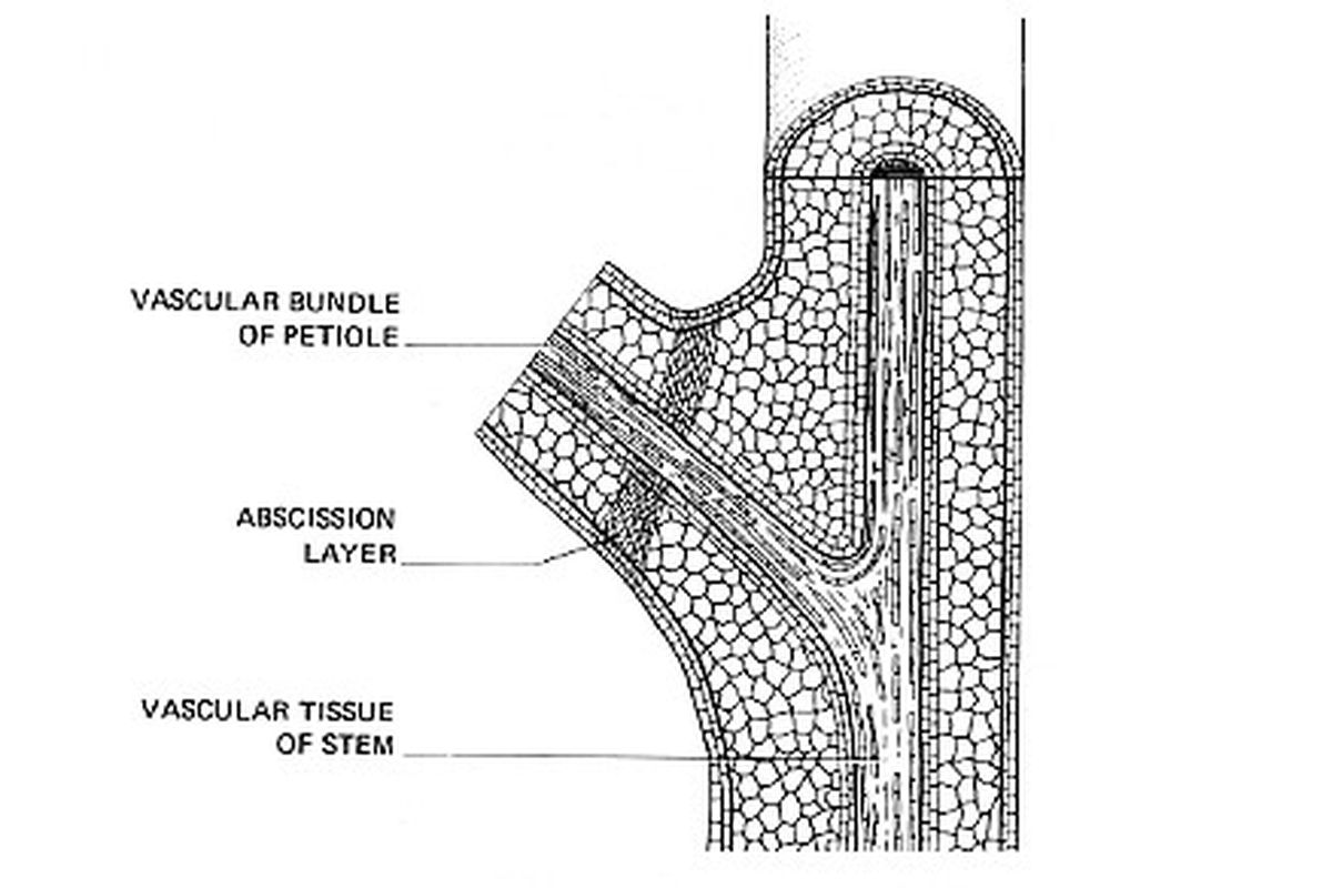 Hormon yang Memengaruhi Peluruhan Daun