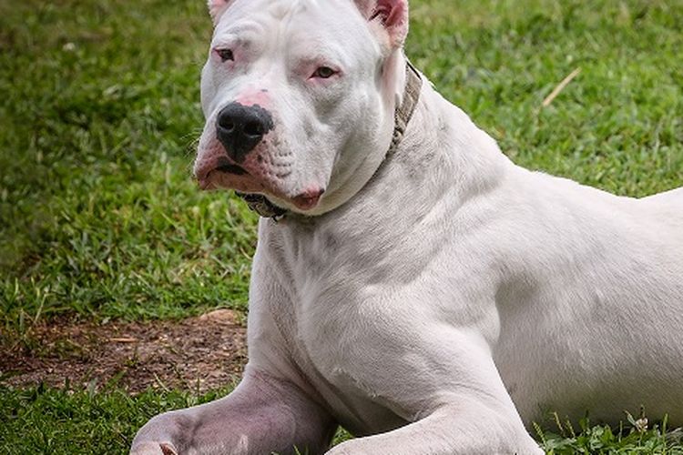 6 Fakta Menarik Anjing Dogo Argentino, Dilarang di Beberapa Negara