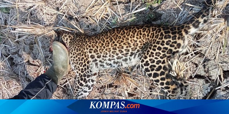 Macan Tutul Jawa Mati Dibunuh Pencari Lebah Madu di Cisolok Sukabumi