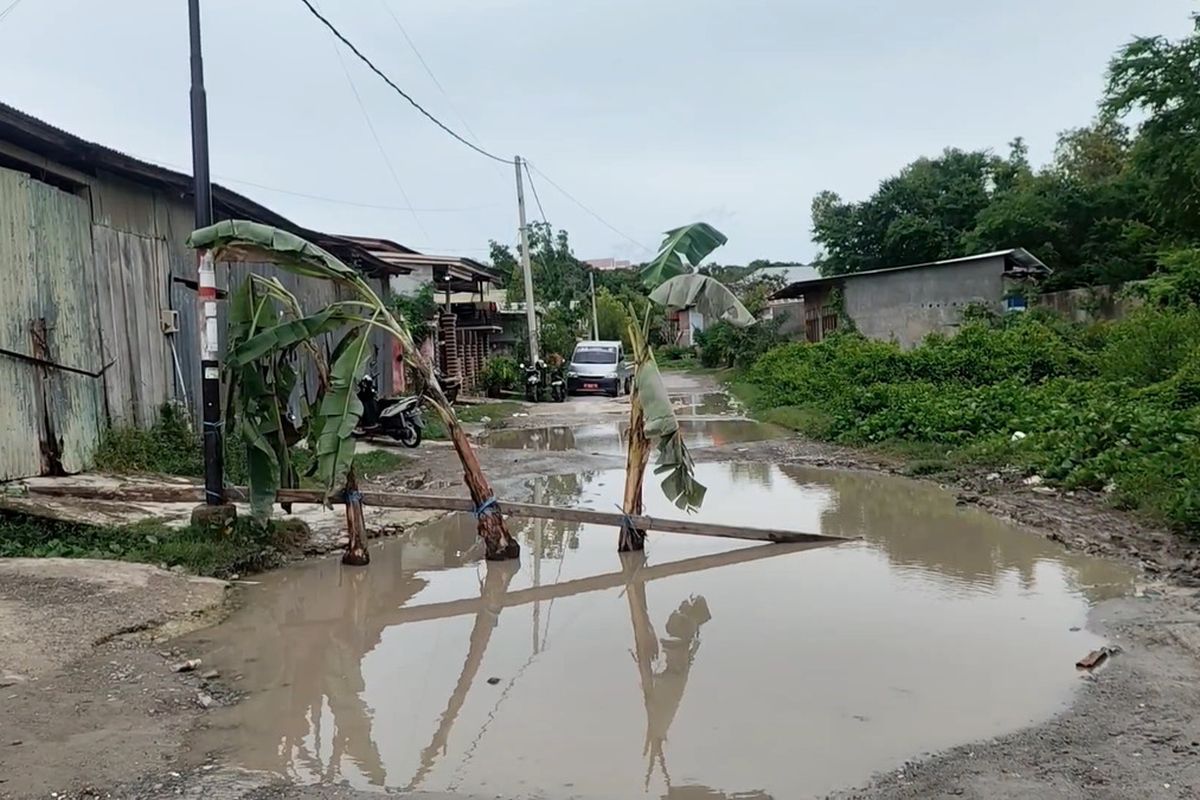 Jalan Raya Hancur dan Berkubang, Warga Majene Tanam Pisang