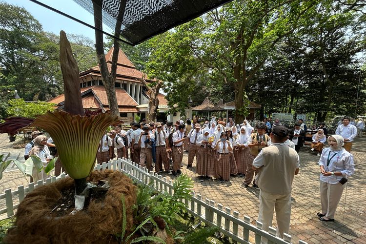 Momen Langka, Amorphophallus Titanum Mekar Pertama Kali di Kebun Raya ...