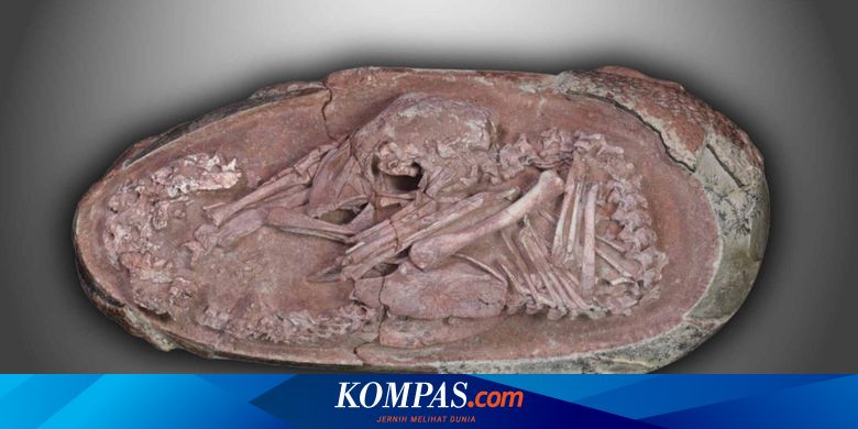 Embrio Dinosaurus Ditemukan dalam Telur, Mirip Anak Burung