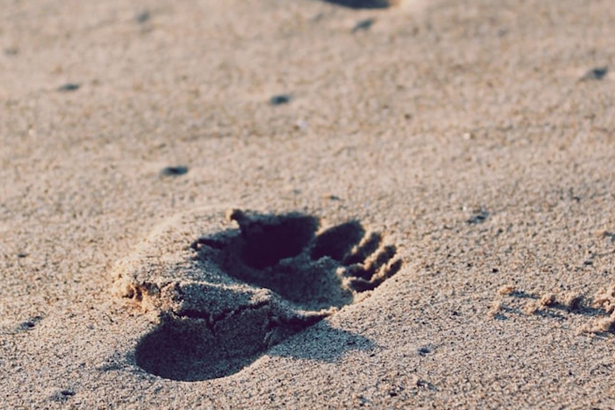 Jejak Kaki Neanderthal Ungkap Pola Makan Manusia Purba, Apa Saja Menunya?