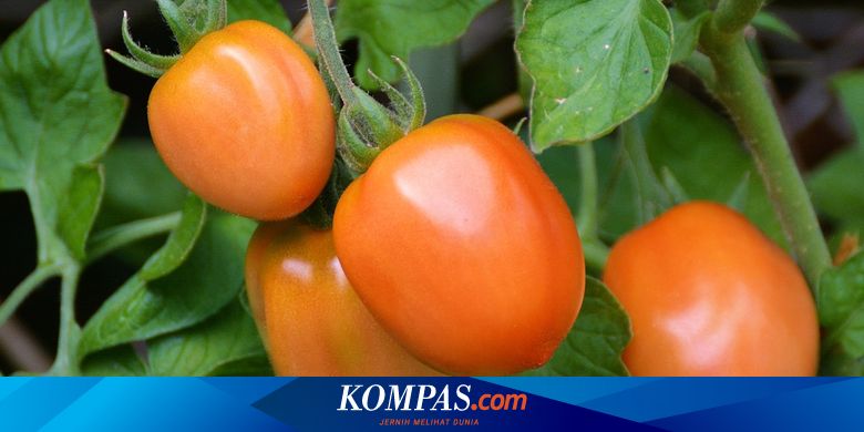 7 Manfaat Tomat untuk Kesehatan, Baik untuk Jaga Berat Badan Ideal