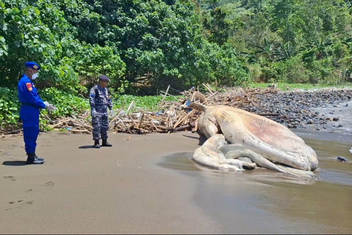 Bangkai Paus Balin Sepanjang 7 Meter Terdampar di Pantai Nglarap ...