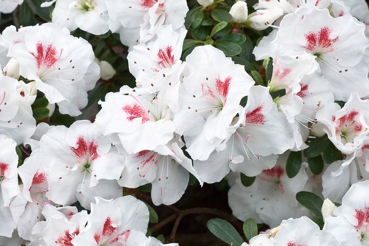 4 Bunga Putih Cantik yang Dapat Menambah Warna di Taman