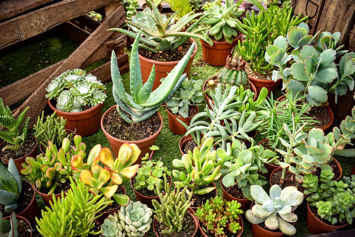 Cara Memperbanyak Tanaman Sukulen dari Daun dengan Mudah